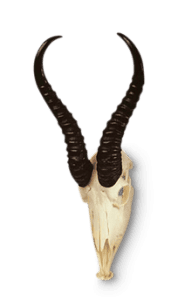 Springbok Skull - Wildlife Etc LLC
