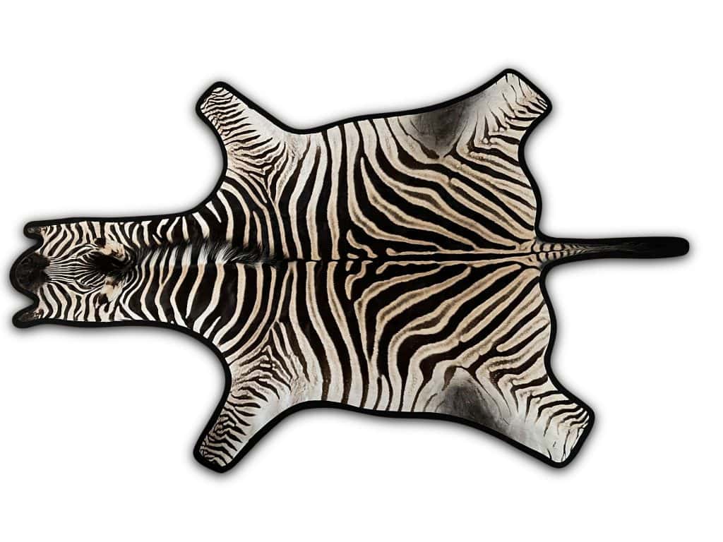 Zebra Skin Rugs - Wildlife Etc LLC
