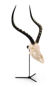 Impala Skull - Wildlife Etc LLC