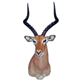 Impala Shoulder Mount - Wildlife Etc LLC