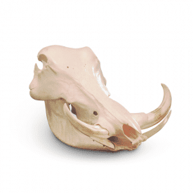 Warthog Skull - Wildlife Etc LLC